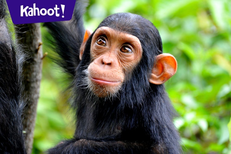 My Life With Chimpanzees - Kahoot! Quiz
