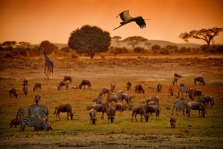 Ecosystem Explorer: Unraveling the Wonders of Nature - Kahoot! Course