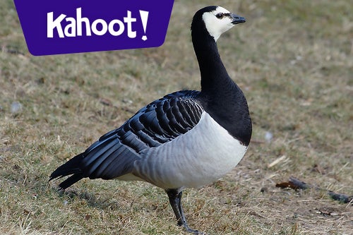 Play Kahoot! | birds birds and more birds