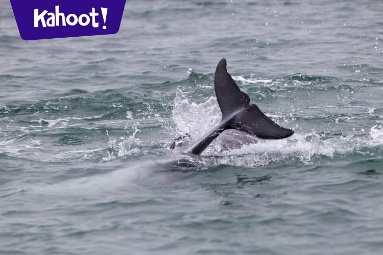 Ocean-themed motion picture survey - Kahoot! Quiz