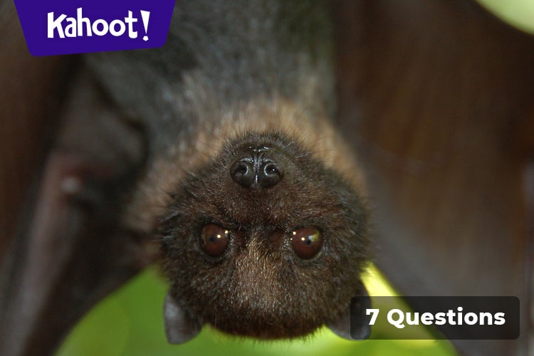 1 Thank you, Bats! - Kahoot! Quiz