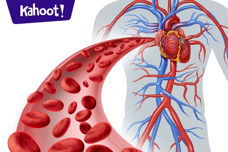 The Circulatory System and the Respiratory System - Kahoot! Quiz