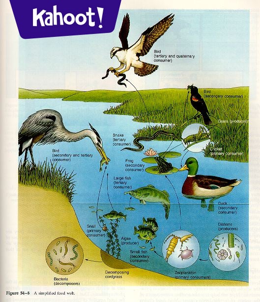 Energy Flow and Matter Cycles - Kahoot! Quiz