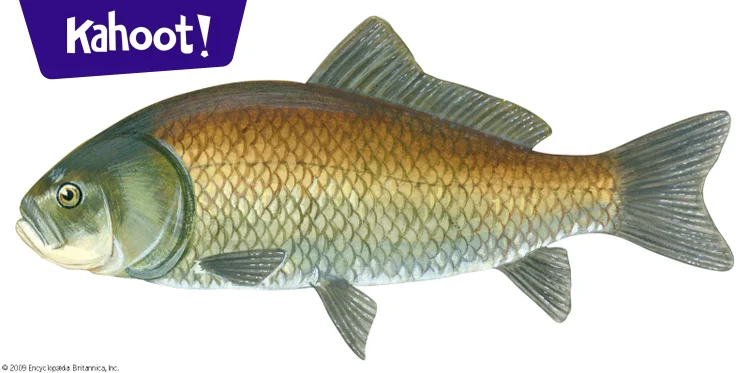 Fish Anatomy and Functions Quiz - Kahoot! Quiz