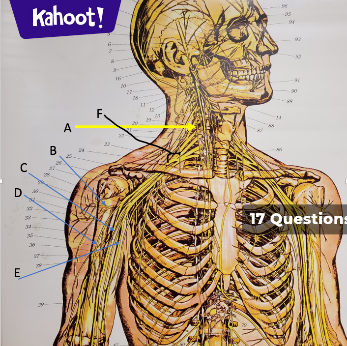 Spine Models MC - Kahoot! Quiz