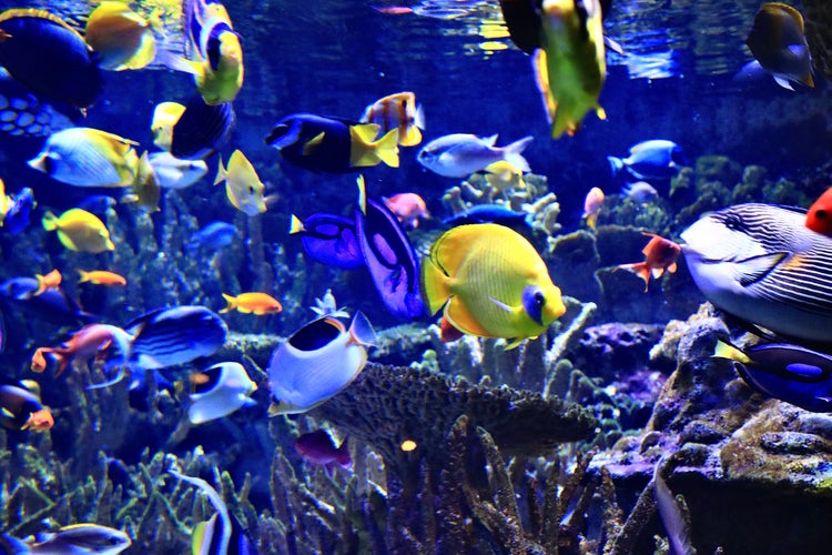 Fish 🐠 Ichthyology 🐬 - Kahoot! Course