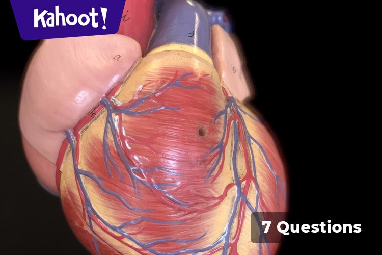 Heart / Cardiovascular Anatomy - Kahoot! Quiz