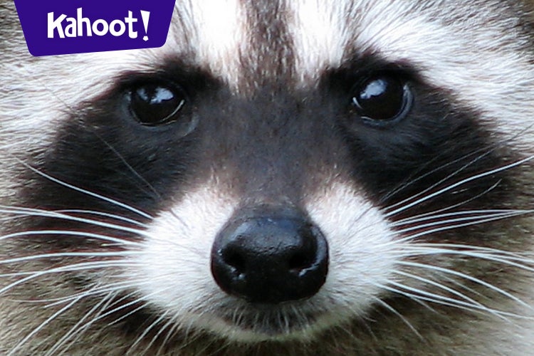 Raccoons and Spotted Salamanders - Kahoot! Quiz