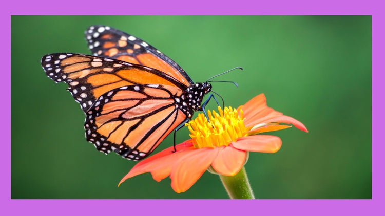 IB Biology D4: Natual selection, stability, climate change - Kahoot! Course