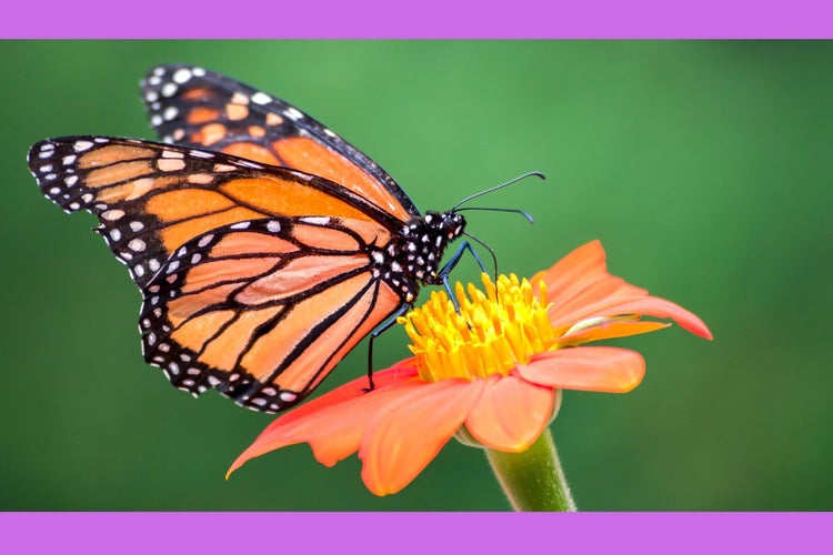 IB Biology D4: Natual selection, stability, climate change - Kahoot! Course