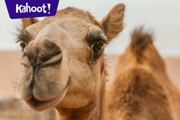 Camels in Australia - Kahoot! Quiz
