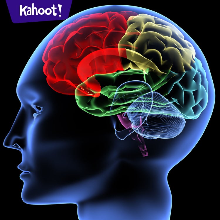 Anatomy_Nervous System and Sensory Organs - Kahoot! Quiz