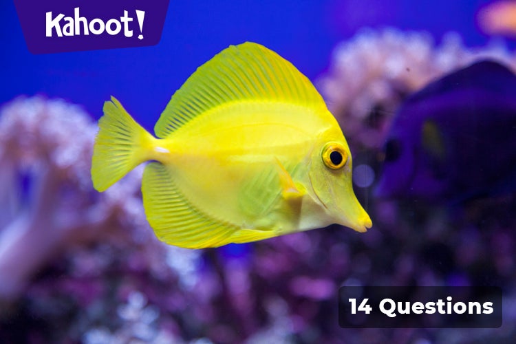 things phonics - Kahoot! Quiz