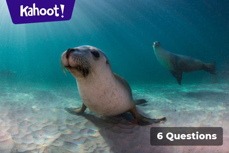 Ocean - Kahoot! Quiz