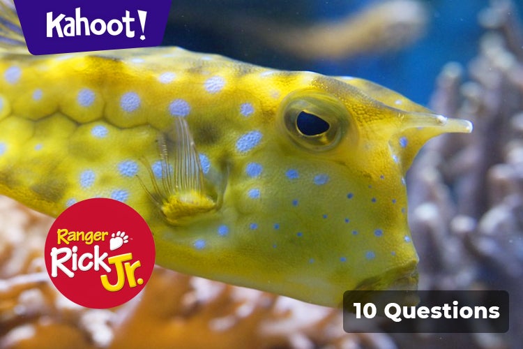 Freaky Fish - Kahoot! Quiz