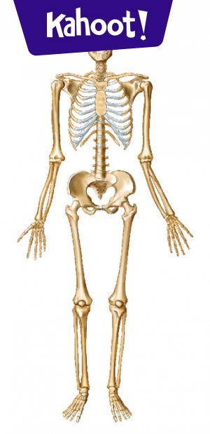 SISTEM RANGKA MANUSIA (SKELETON) - Kahoot! Quiz