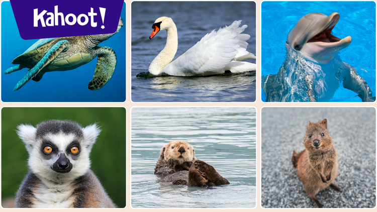 Animals Marathon. Pin - Kahoot! Quiz