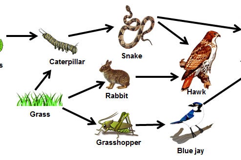 Living Earth Biology Unit 1: Ecosystem Interactions & Energy - Kahoot ...