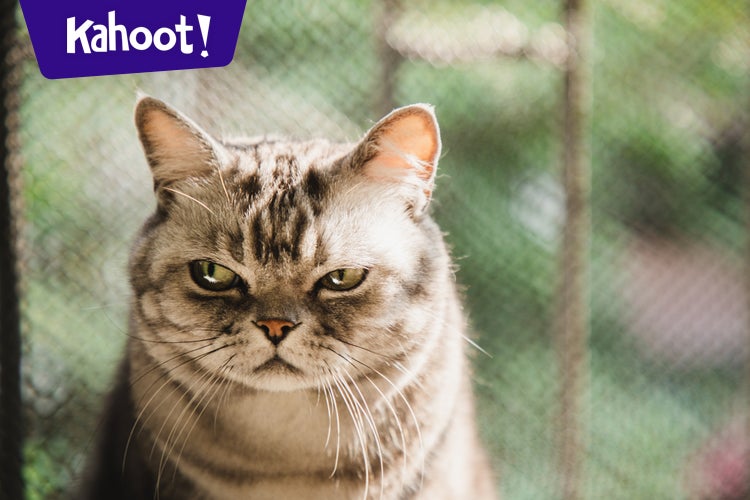 Felidae and Sea Turtles - Kahoot! Quiz