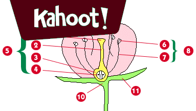 8B Parts of a flower - Kahoot! Quiz