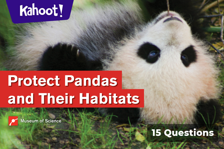 Protect Pandas and Their Habitats - Kahoot! Quiz