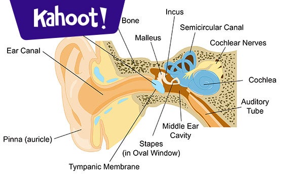 Duplicate of Ear Anatomy - Kahoot! Quiz