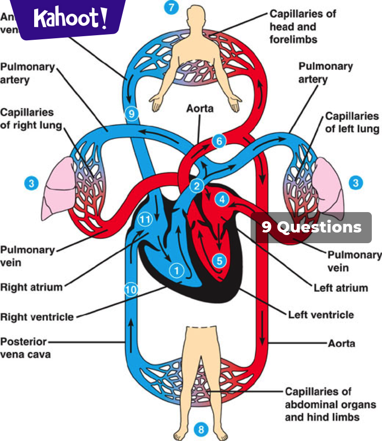 Respiratory & Circulatory Systems - Kahoot! Quiz